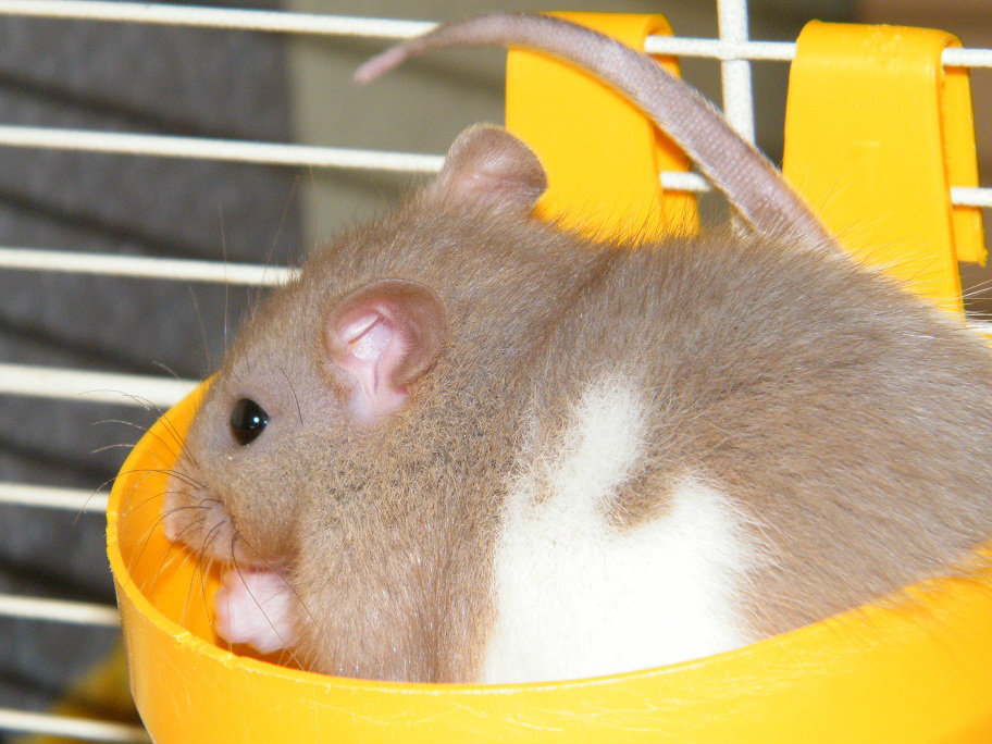 Rattenfutter - Das richtige Futter für deine Ratten