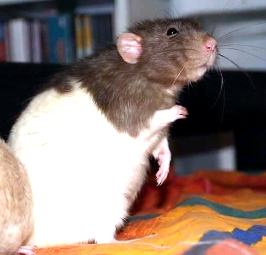 Ratten - Rattenkäfig - Rattenhaltung - Tipps für Anfänger