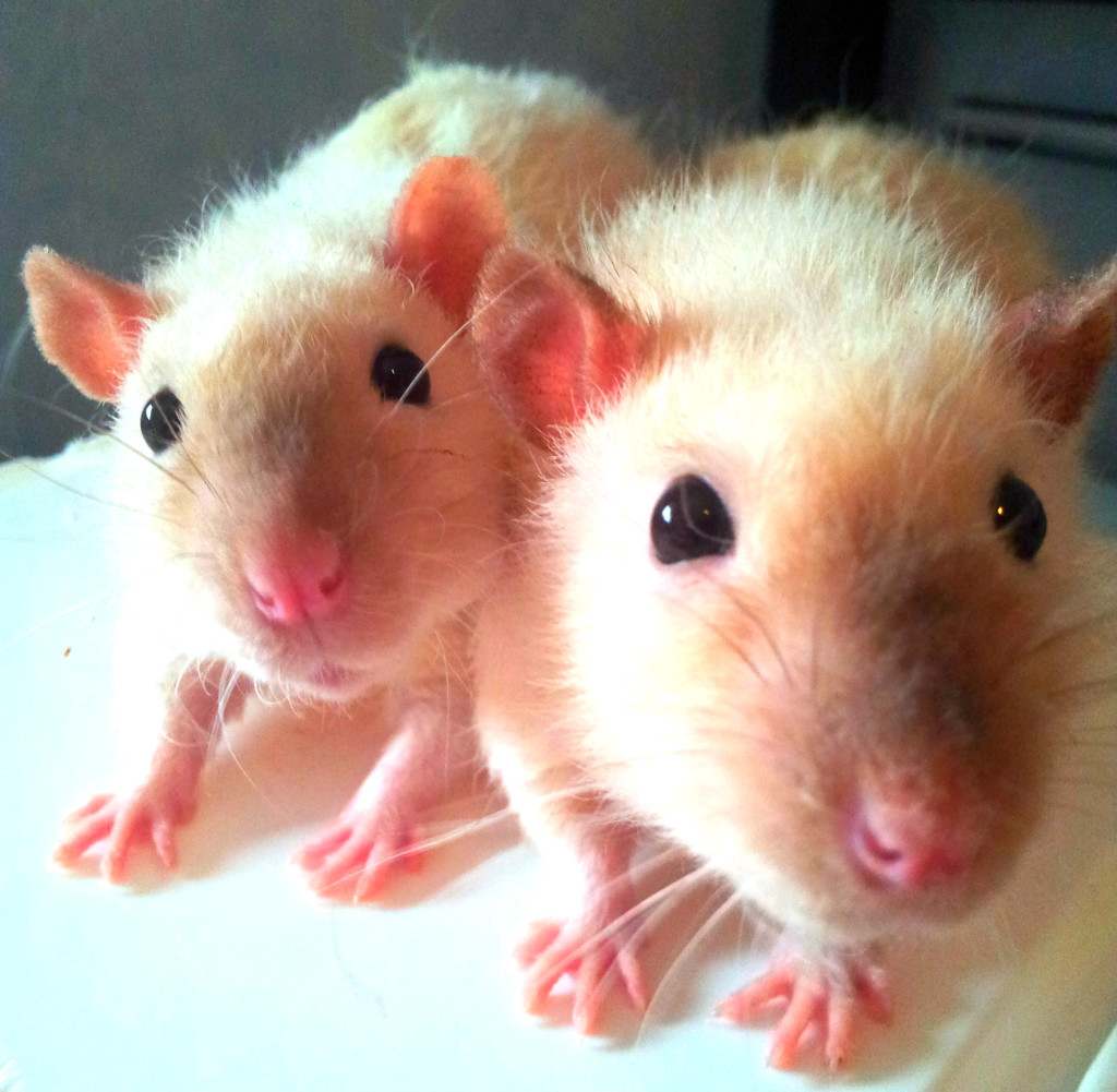 Ratten - Rattenkäfig - Rattenhaltung - Tipps für Anfänger